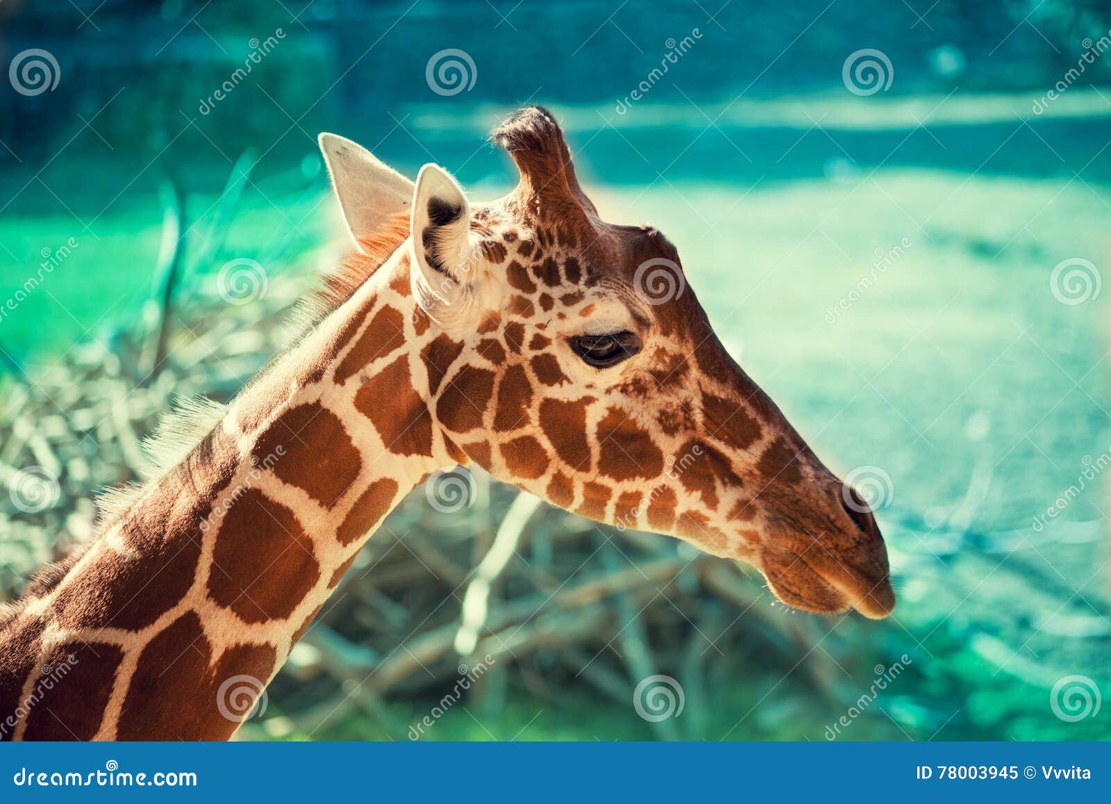 Giraffe head stock image. Image of portrait, blue, close - 78003945