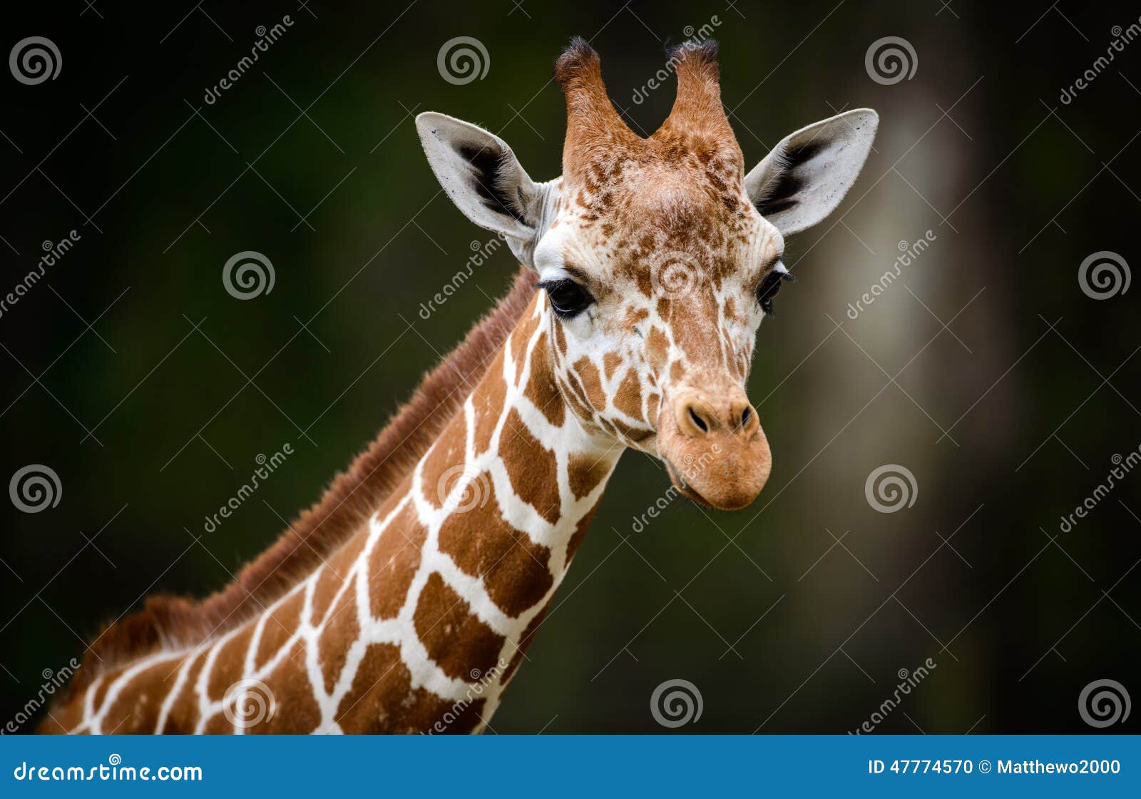 Giraffe Head Portrait stock photo. Image of wildlife - 47774570