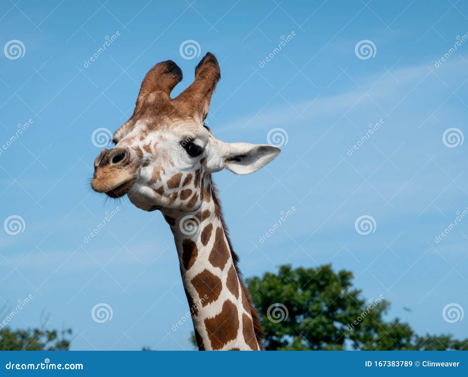 Giraffe Head Portrait stock image. Image of africa, mouth - 167383789