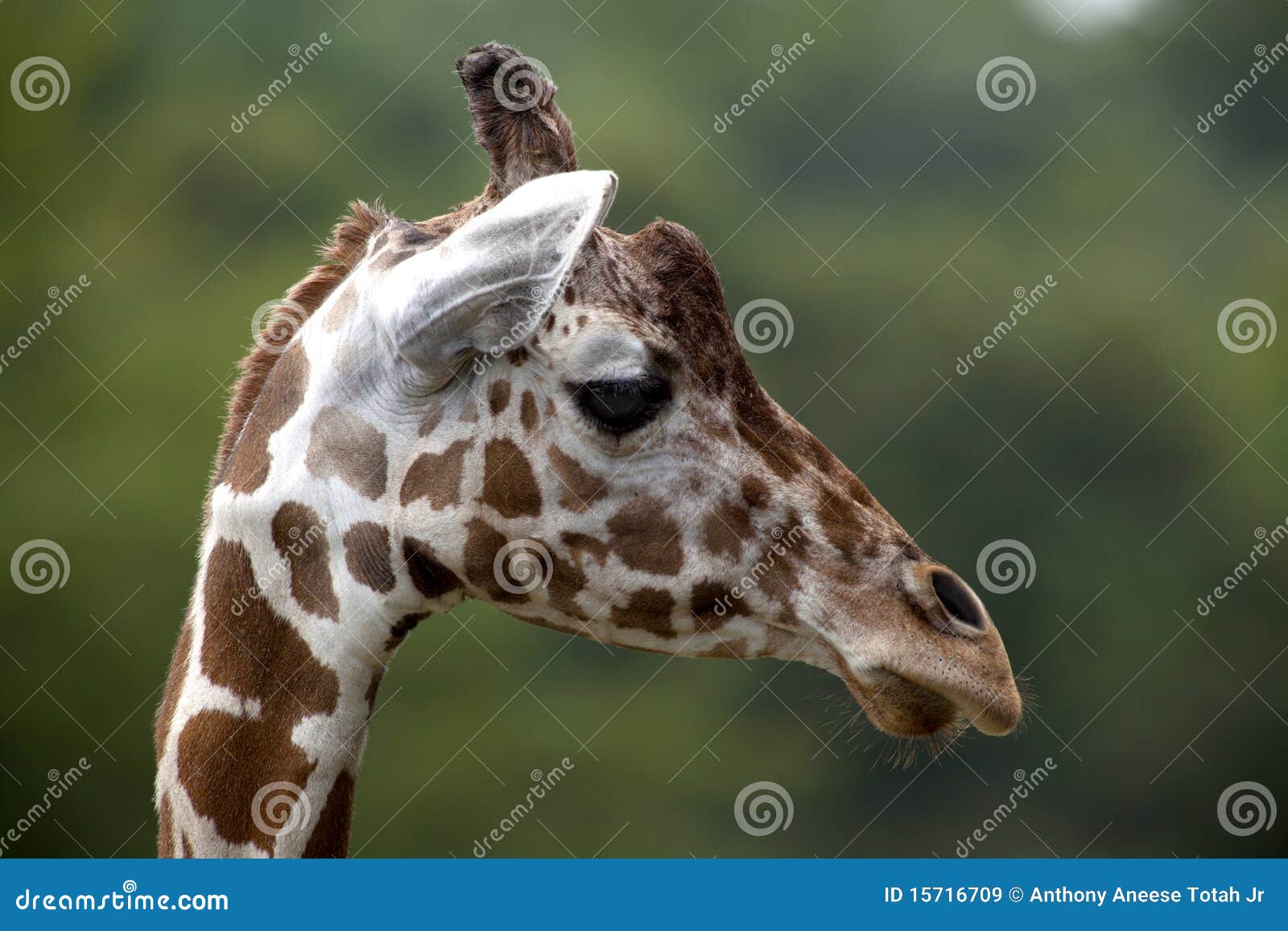 Giraffe head in profile stock image. Image of park, safari - 15716709
