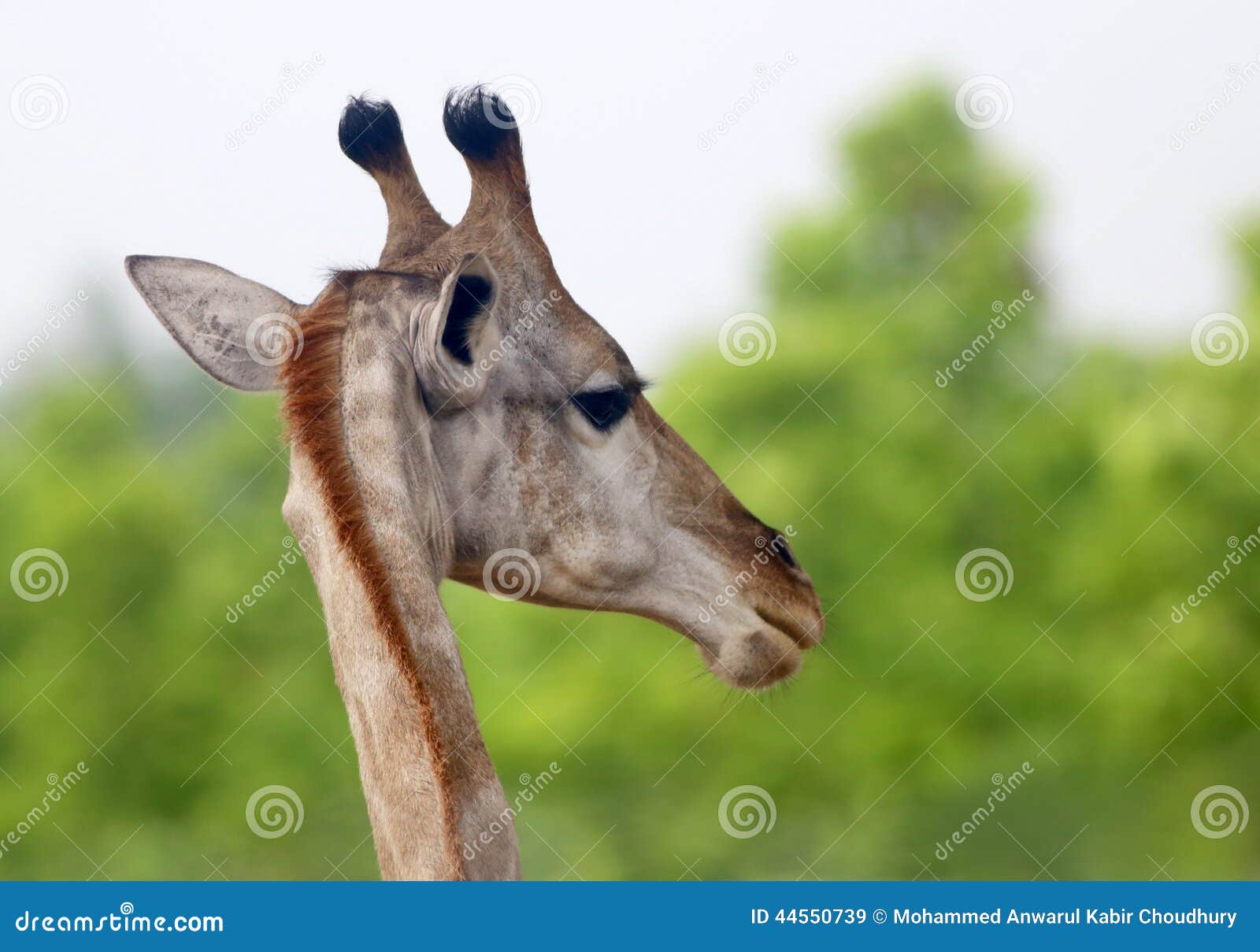 Giraffe head stock image. Image of safari, animal, background - 44550739