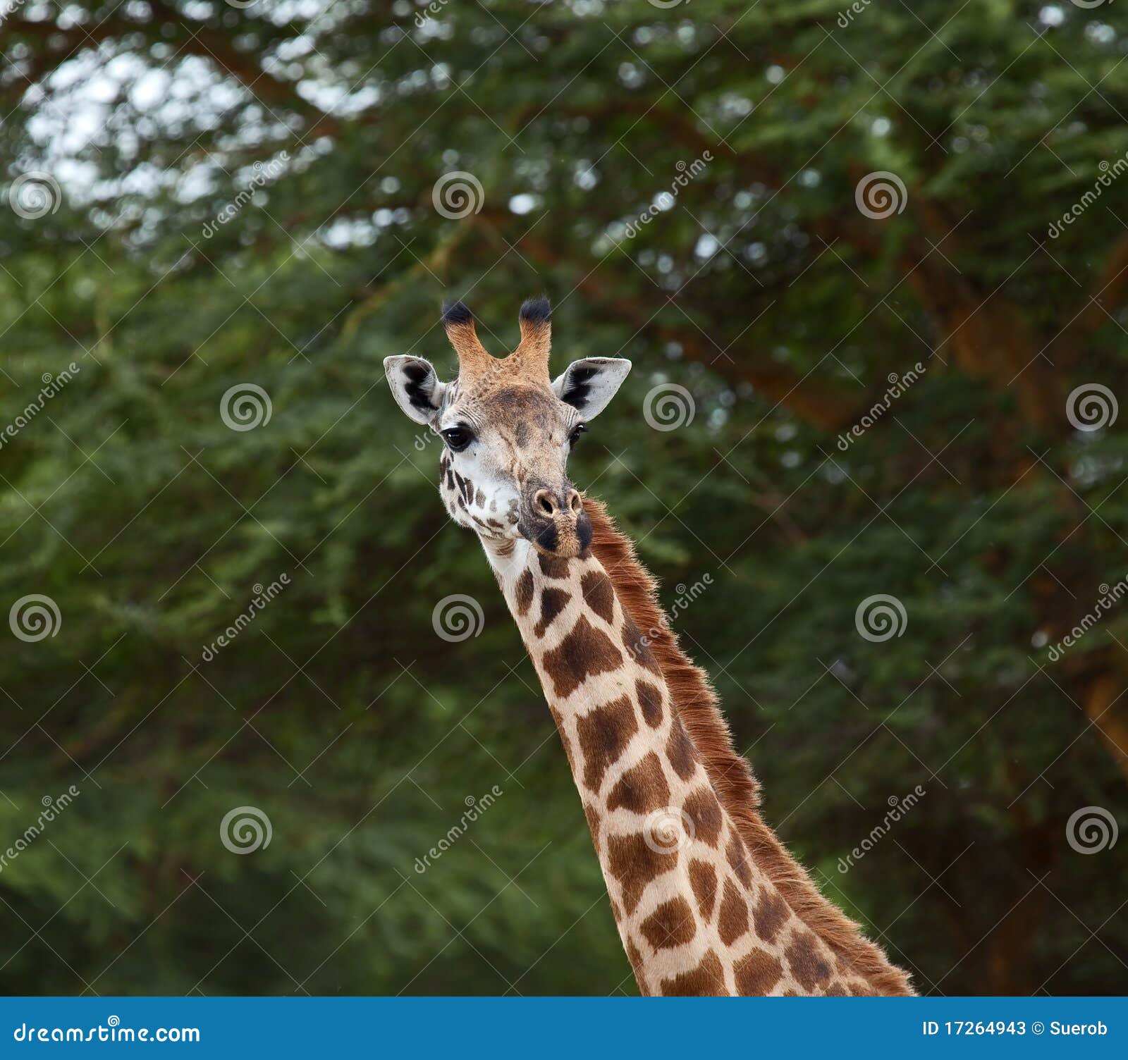 Giraffe head shot stock image. Image of browser, giraffa - 17264943