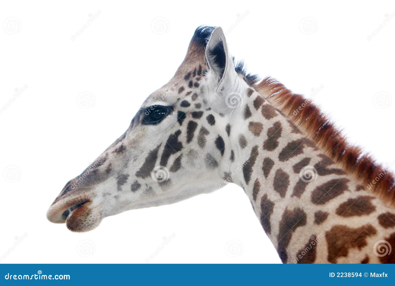 Giraffe head shot stock photo. Image of african, tall - 2238594