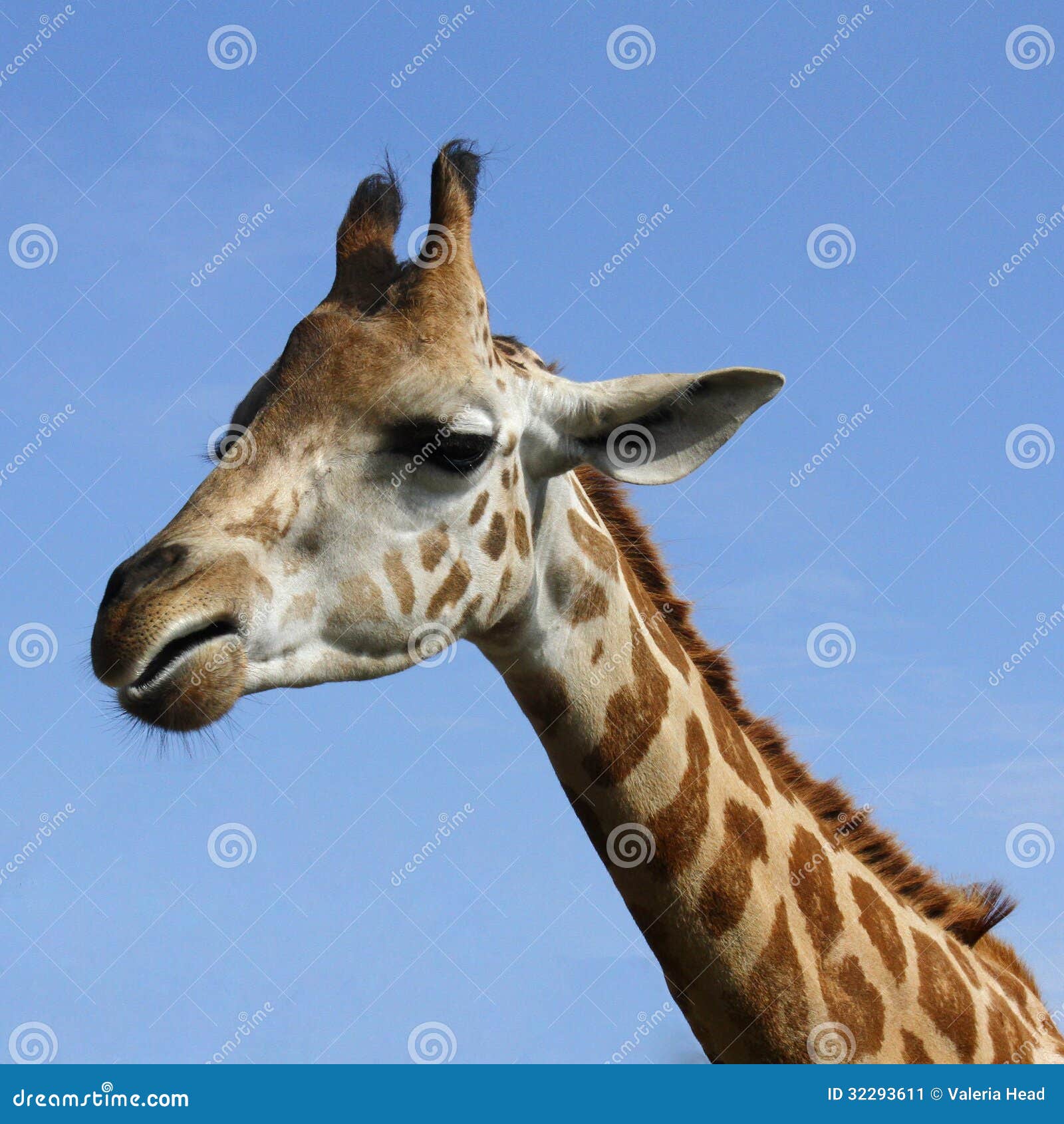 Giraffe head shot stock image. Image of neck, long, animal - 32293611