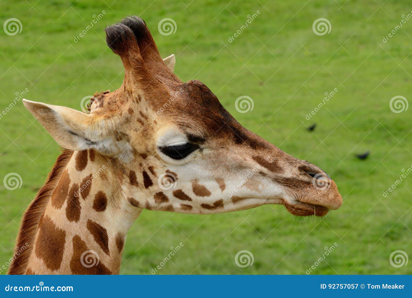 Giraffe head shot stock image. Image of animal, closeup - 92757057