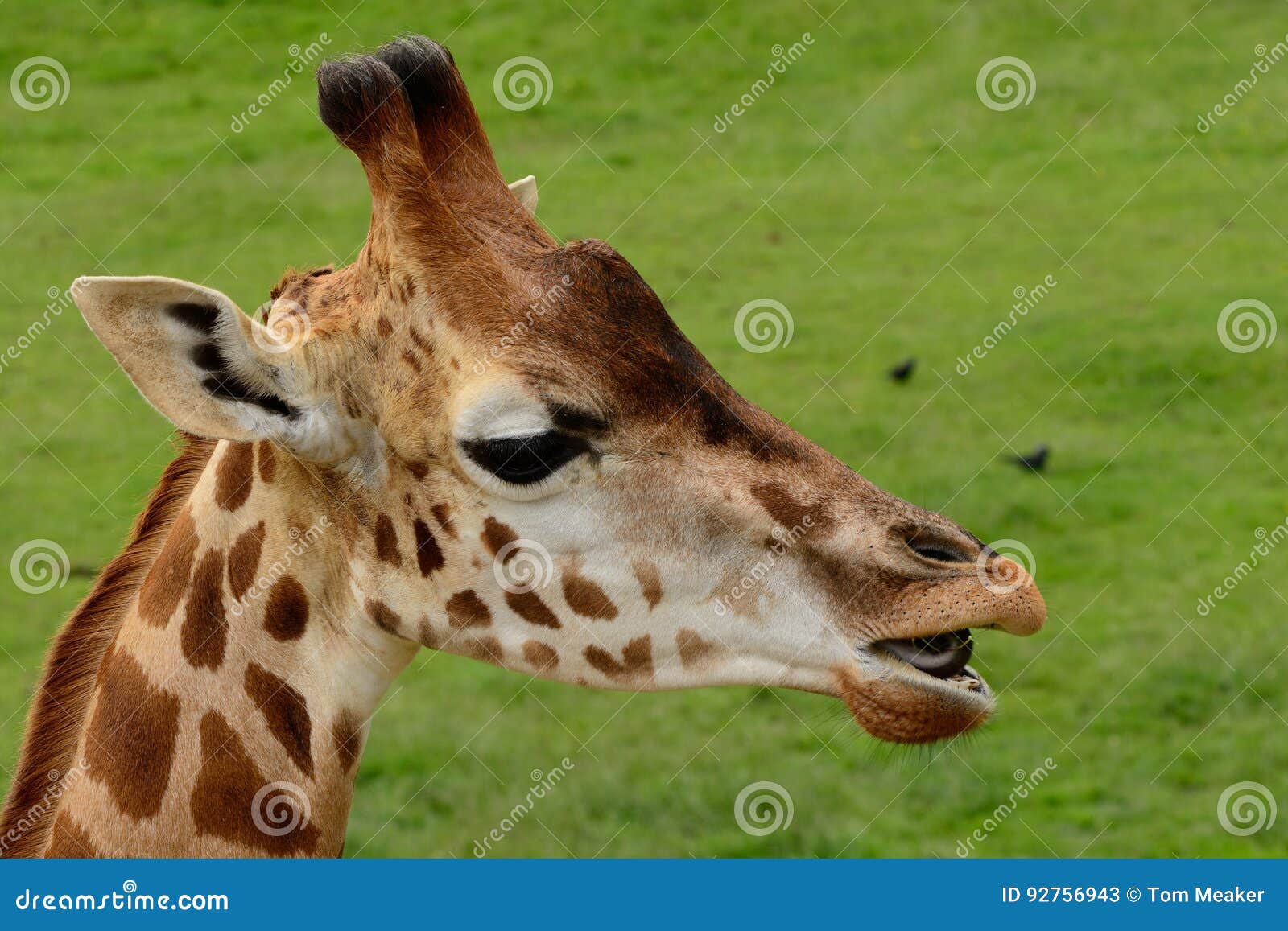 Giraffe head shot stock image. Image of openmouth, single - 92756943