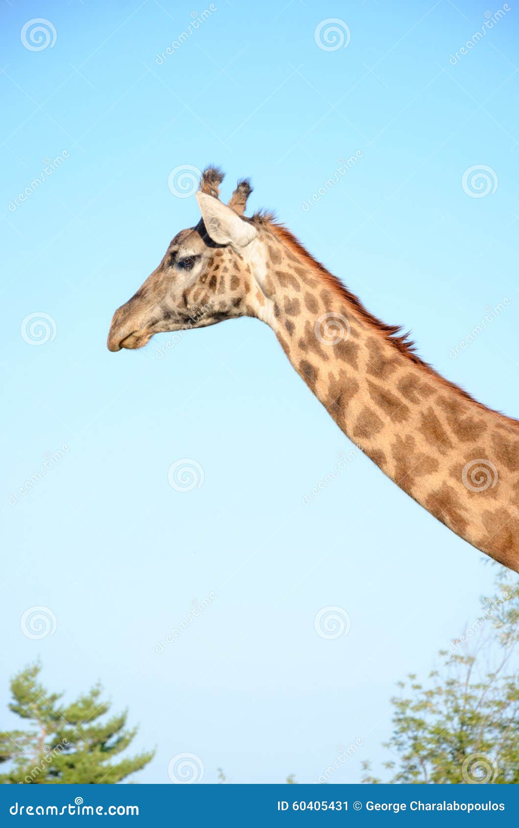 Giraffe head side view stock image. Image of giraffe - 60405431
