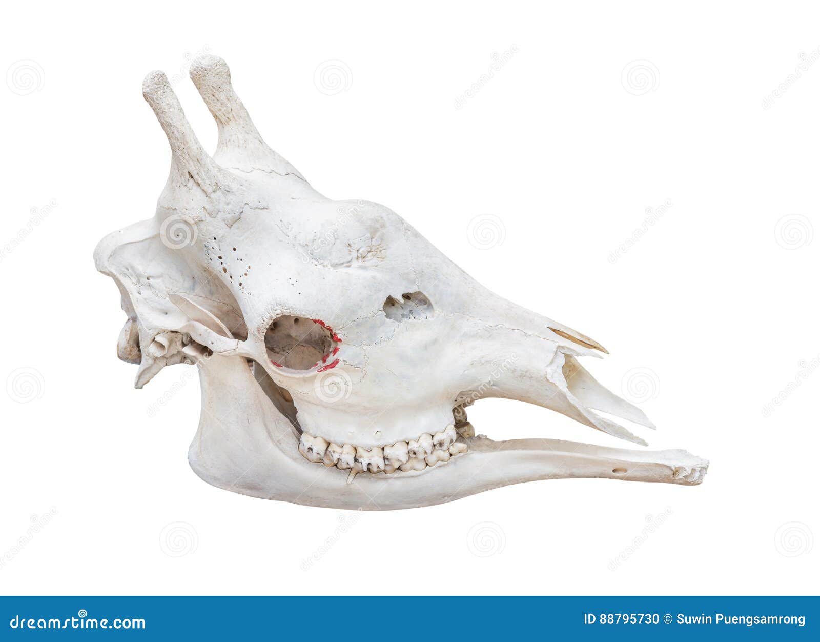 Giraffe Head Skull Isolated on White Background with Clipping Stock ...
