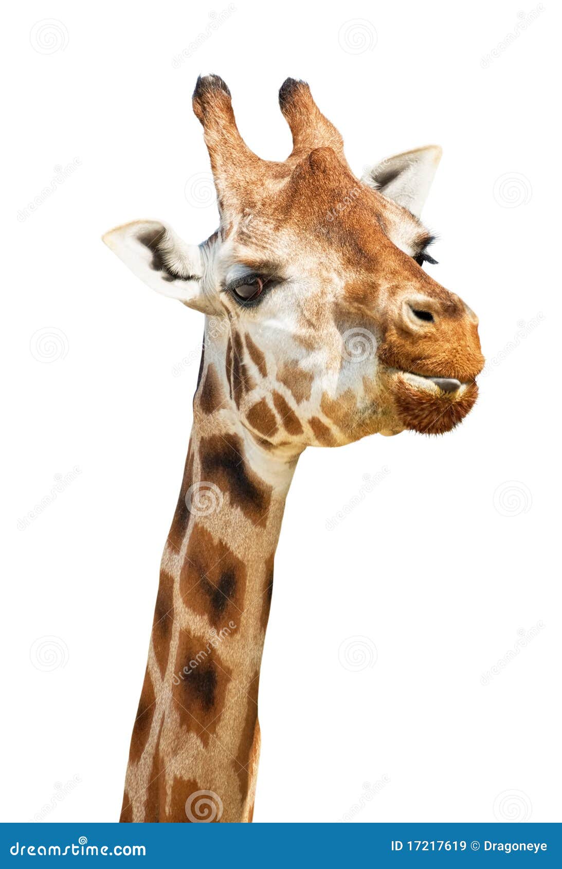 Giraffe Head Sly Look Picture. Image: 17217619