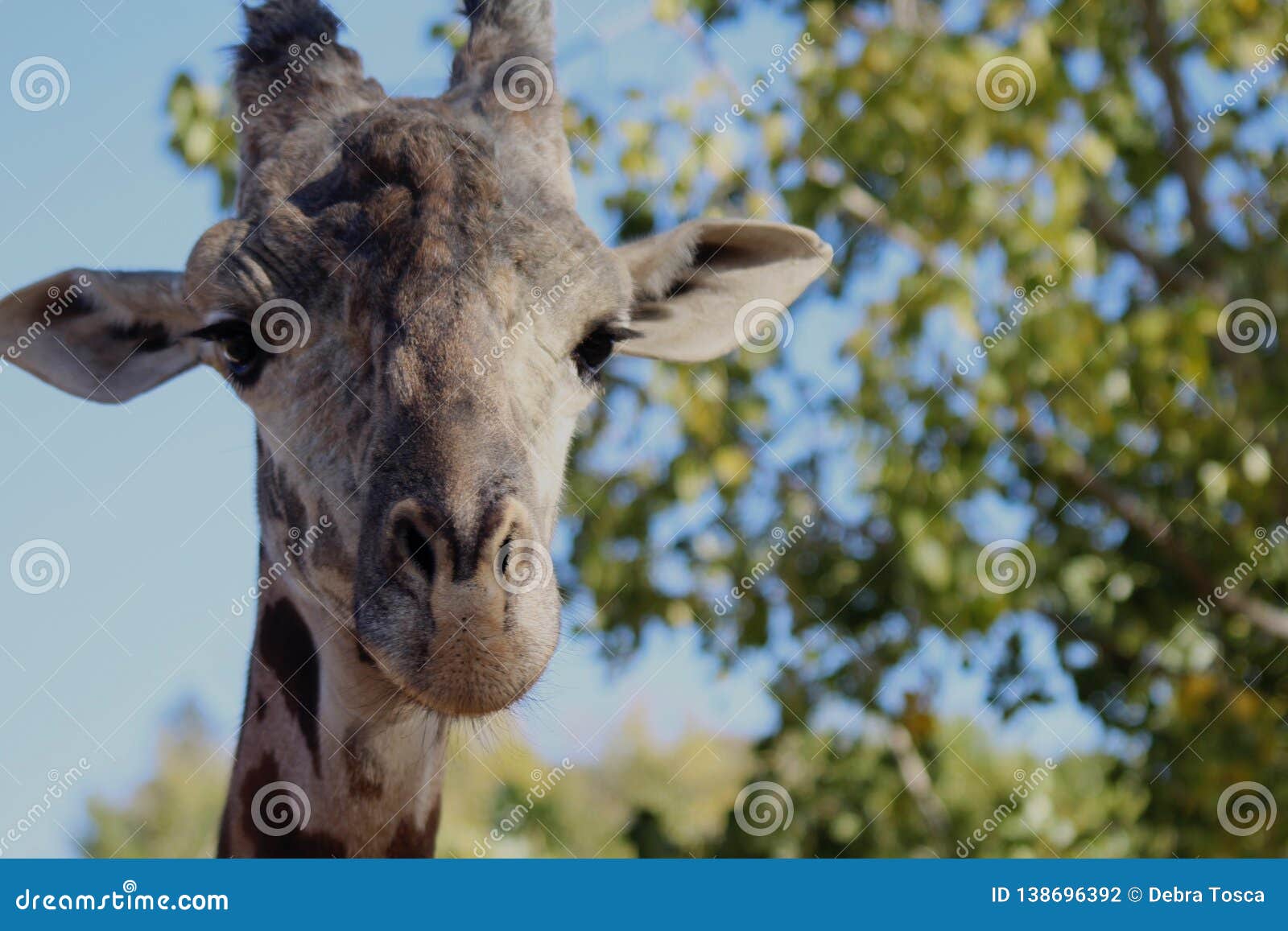 Giraffe head tan stock photo. Image of giraffe, front - 138696392