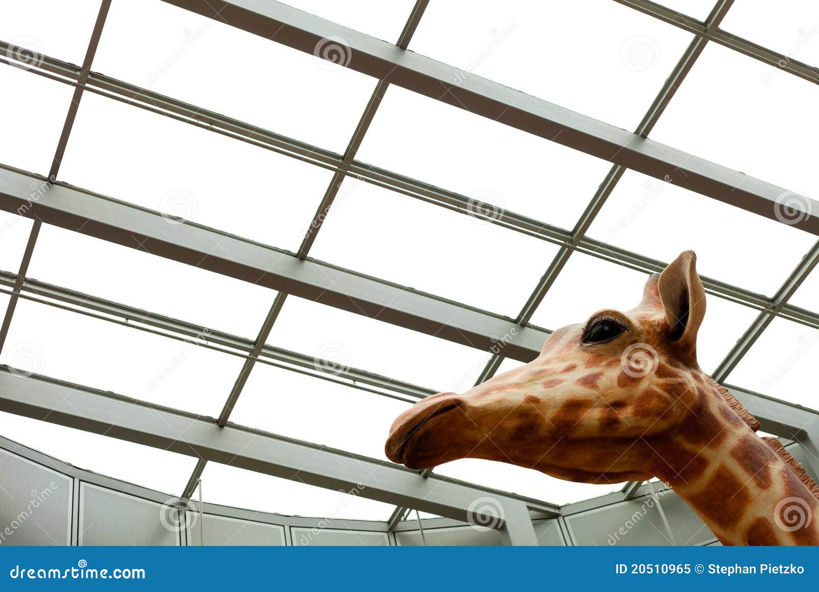 Giraffe Head Under Steel N Glass Skylight Ceiling Stock Image - Image ...