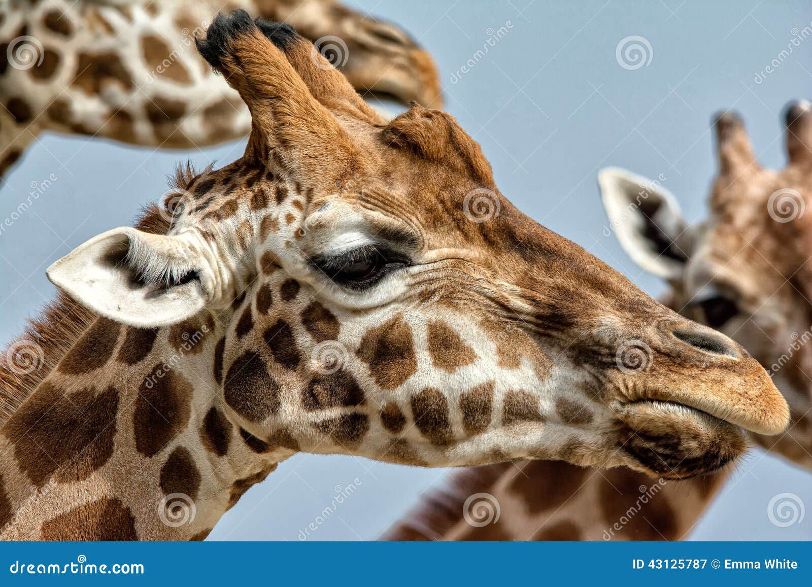 Giraffe Heads stock image. Image of herbivore, giraffe - 43125787