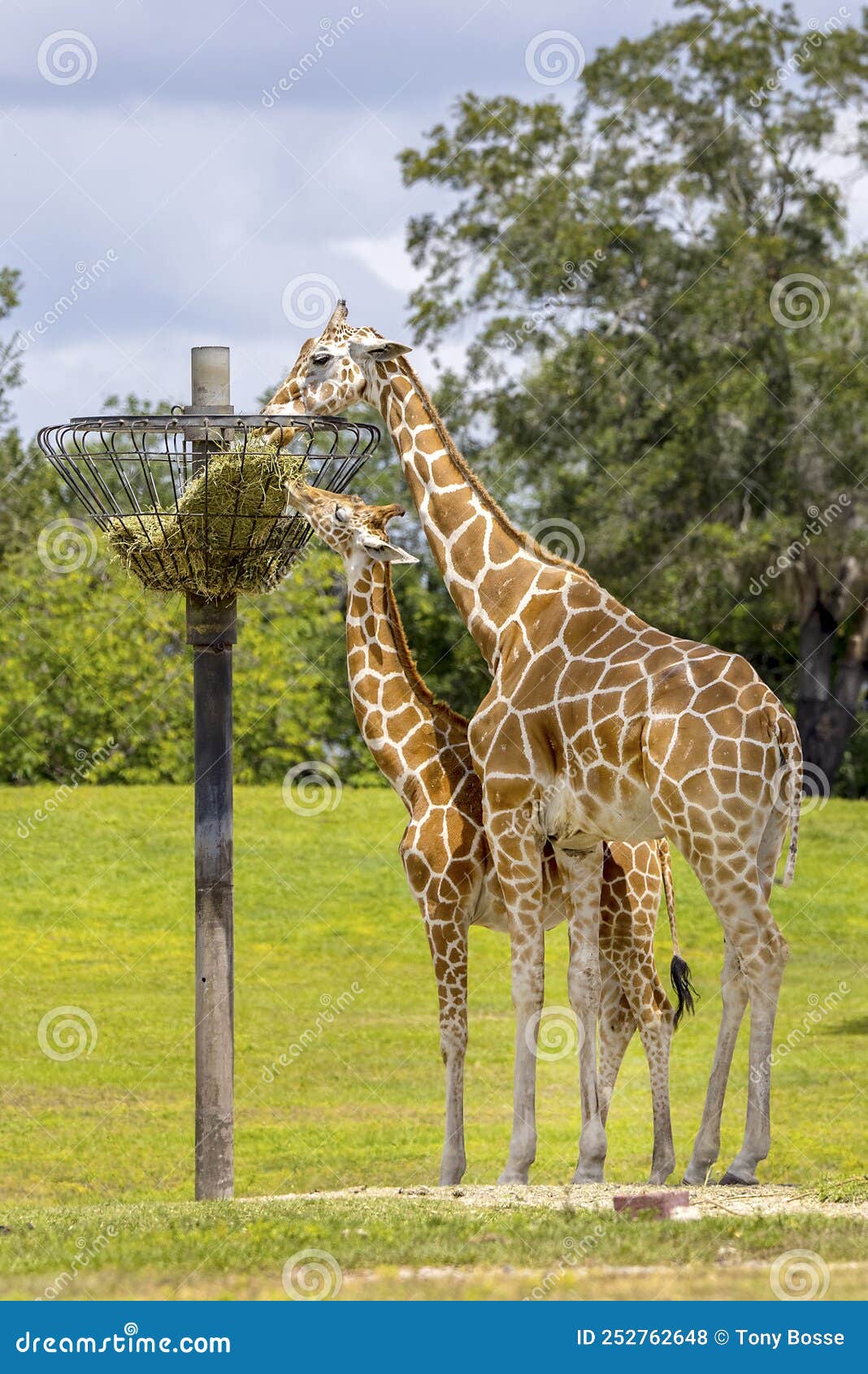 Giraffe and Her Young Eating Stock Photo - Image of captivity, young ...