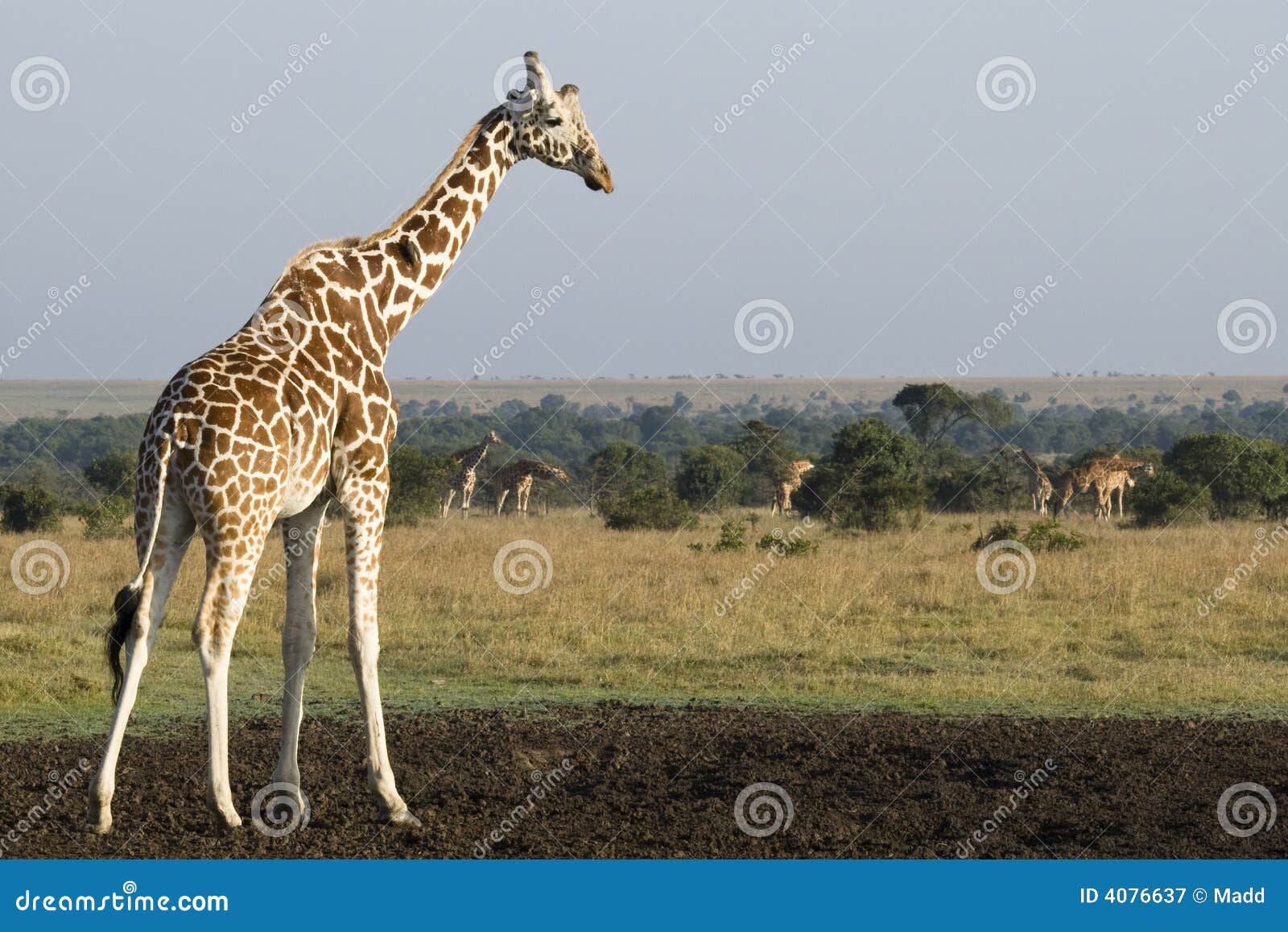 Giraffe And A Herd Of Wildebeest In Dry African Savanna Stock Photo ...