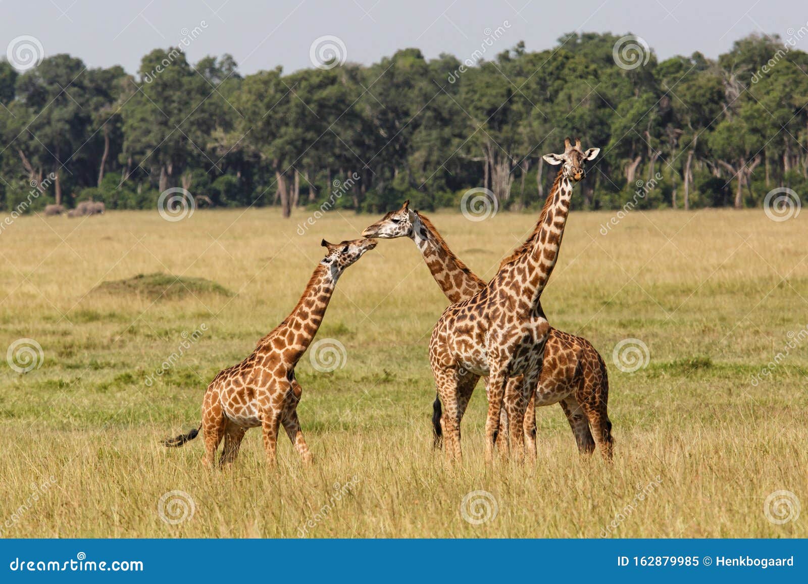 Giraffe And A Herd Of Wildebeest In Dry African Savanna Stock Photo ...