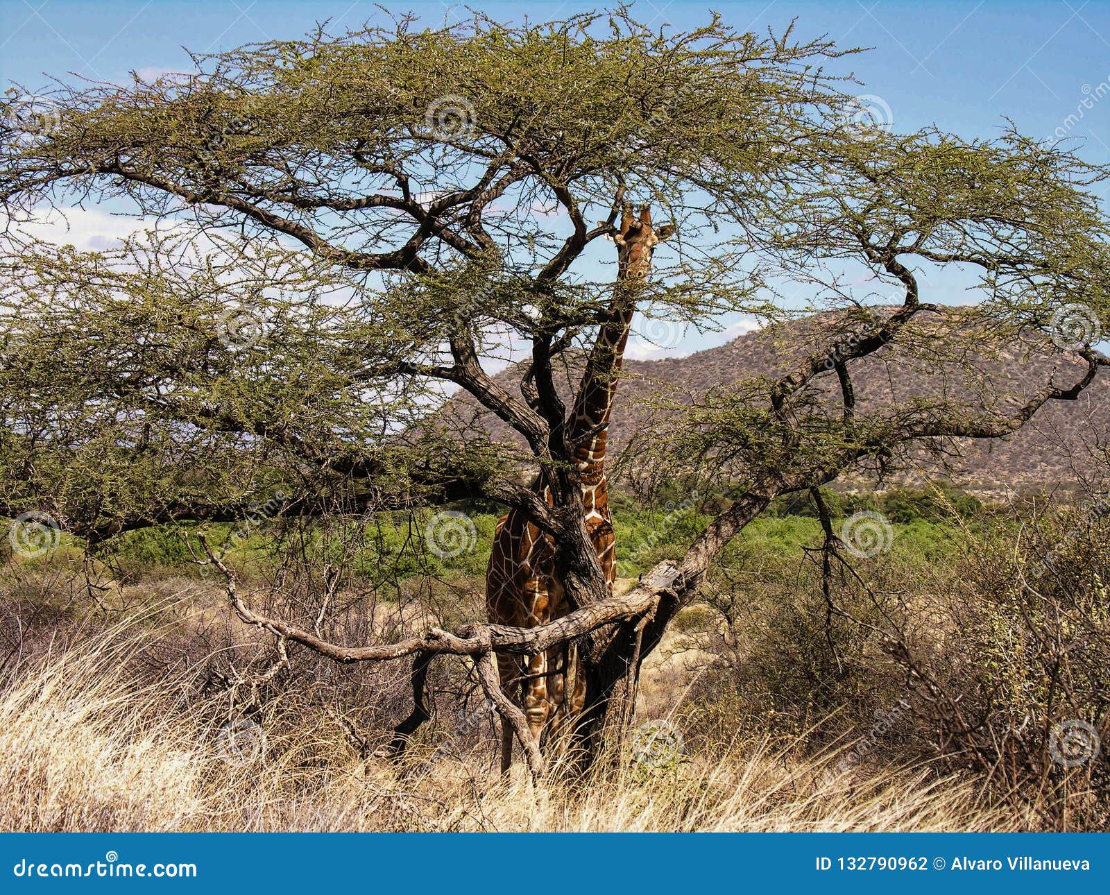 Giraffe Hiding Behind Acacia Tree Stock Photo - Image of giraffe ...