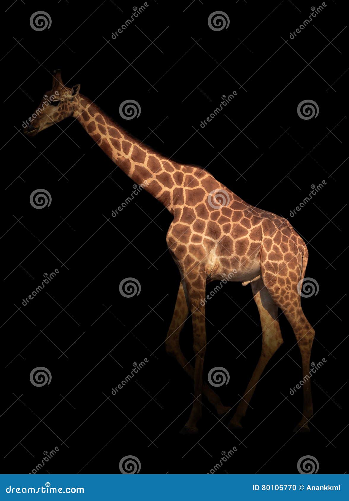 Giraffe hiding in the dark stock photo. Image of spotlight - 80105770
