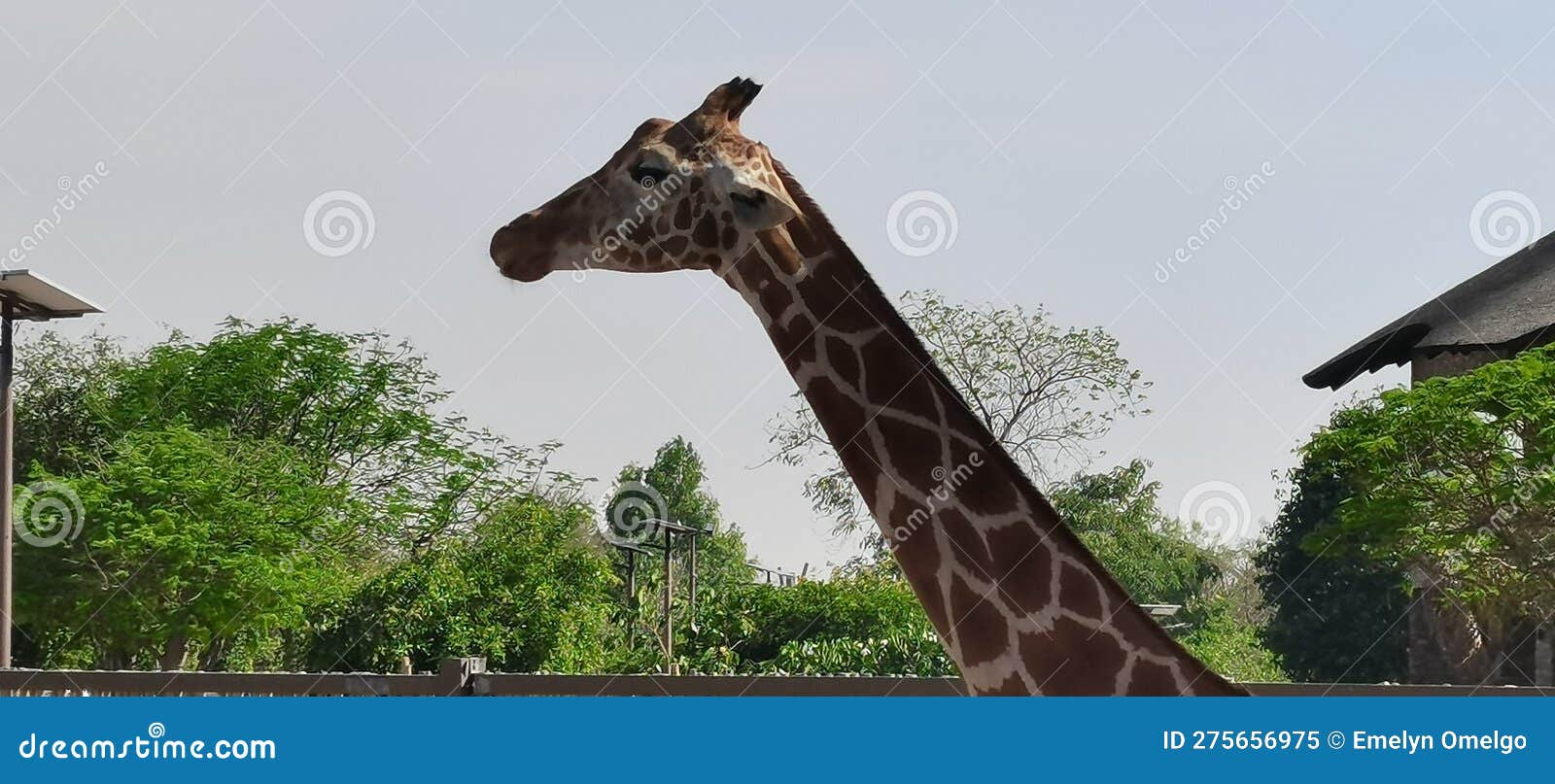 Giraffe is the Highest Animal among All Animals Stock Image - Image of ...