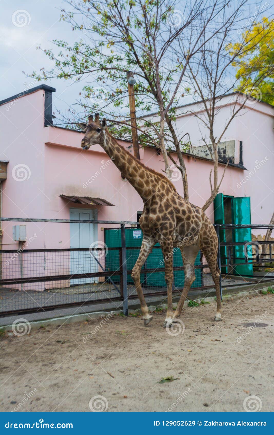 Giraffe stock image. Image of home, landscape, building - 129052629