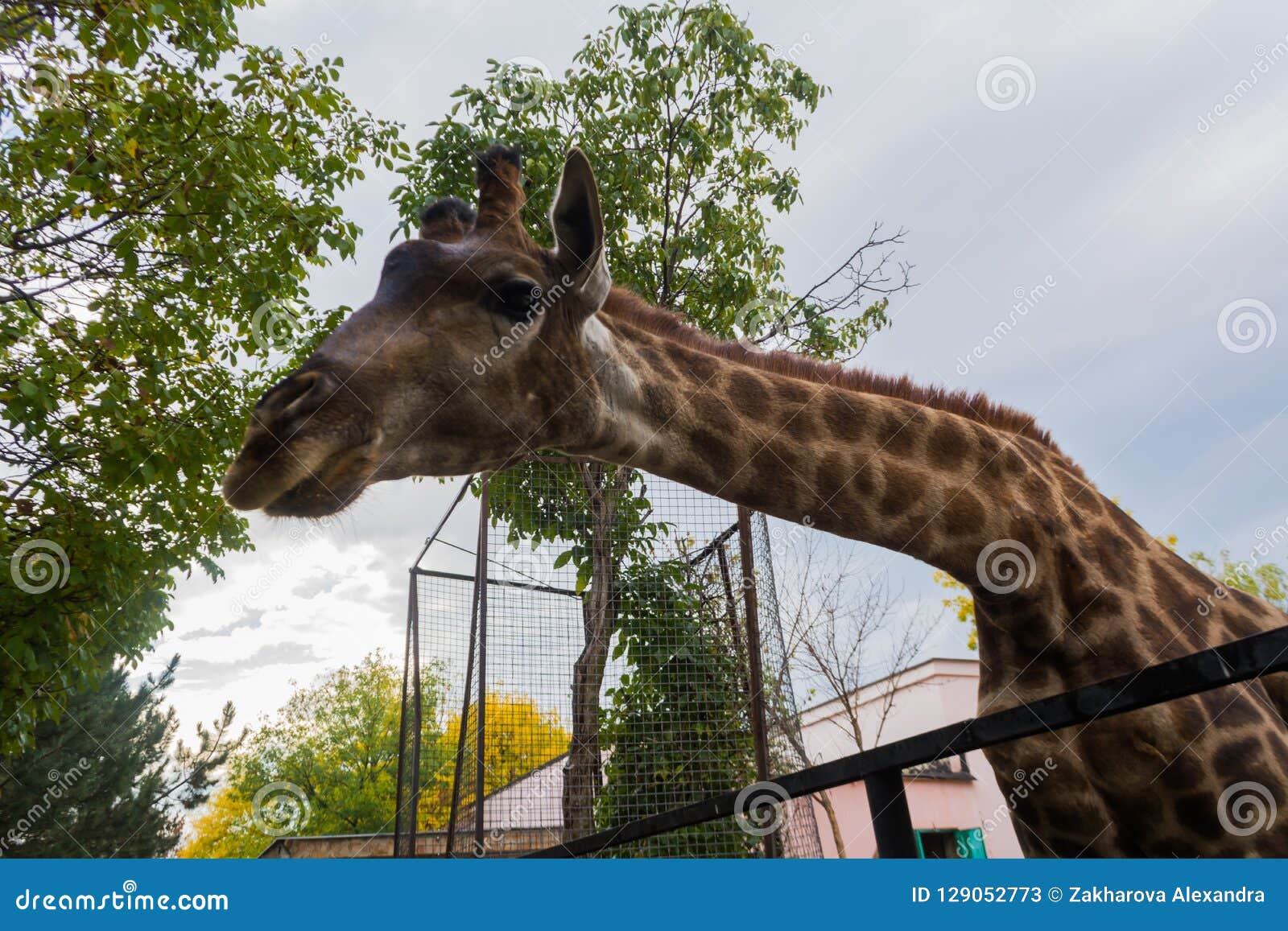Giraffe stock image. Image of funny, beauty, african - 129052773