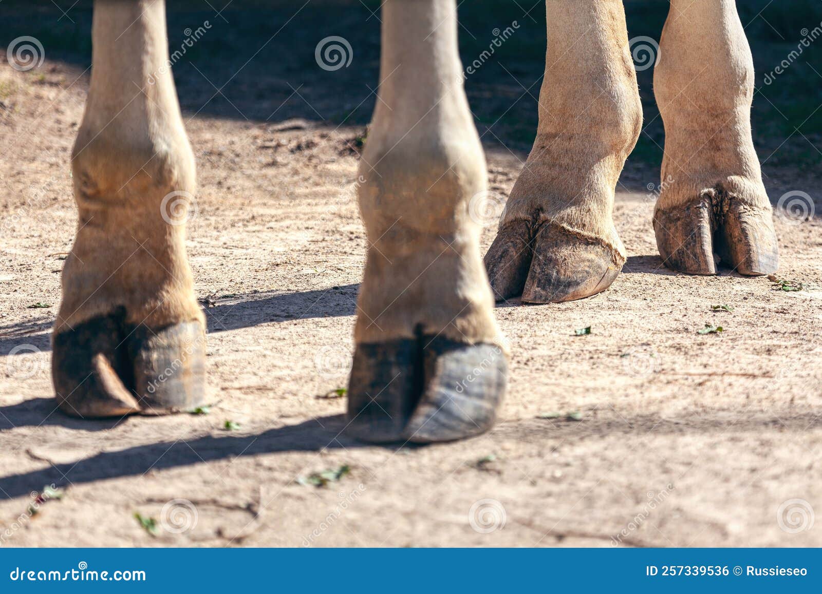 Giraffe hooves stock photo. Image of safari, ungulate - 257339536