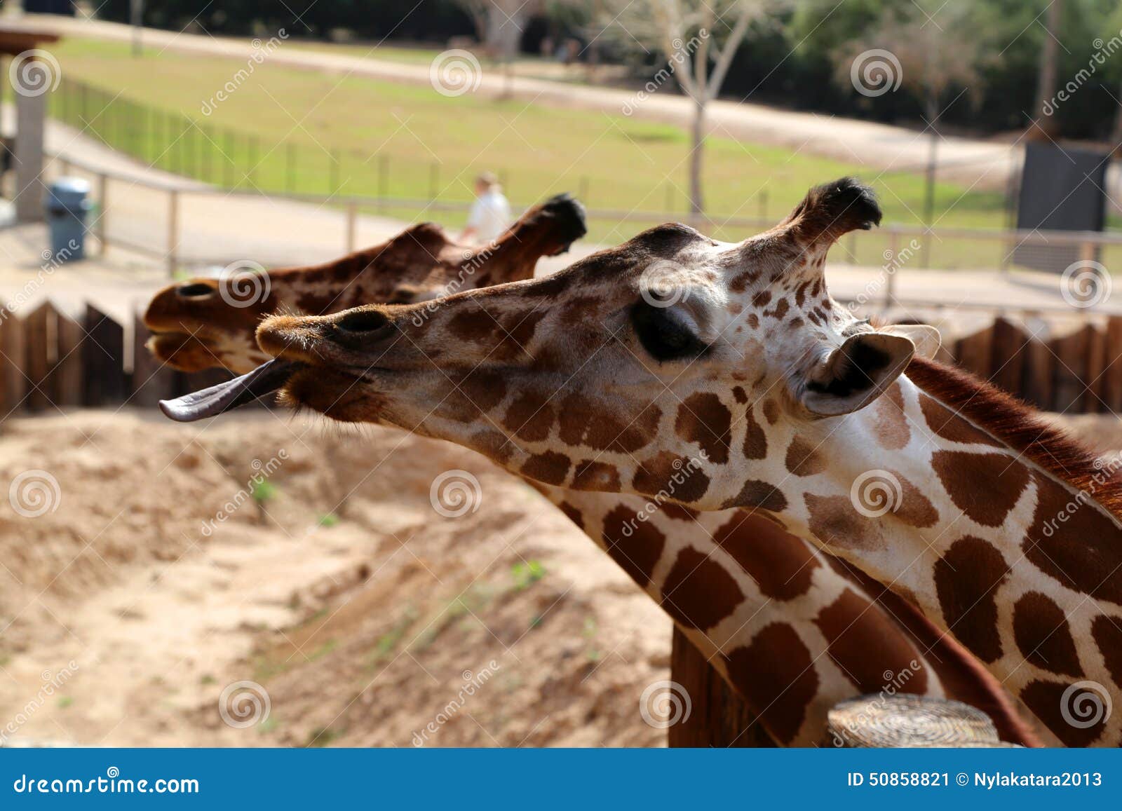 Giraffe stock image. Image of aspire, determination, hopeful - 50858821