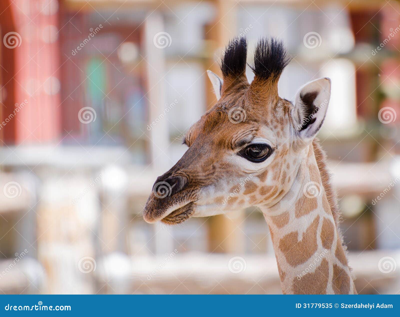 Giraffe - Horizontal Head Shot Stock Image - Image of exoticism ...