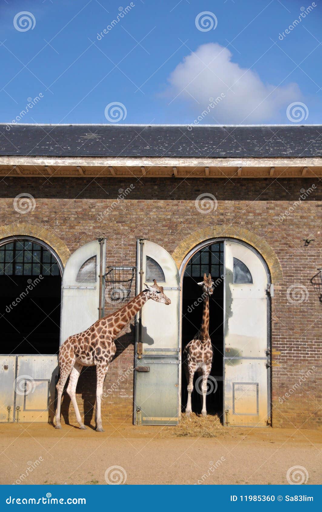 Giraffe House stock photo. Image of wildlife, salim, alwardi - 11985360