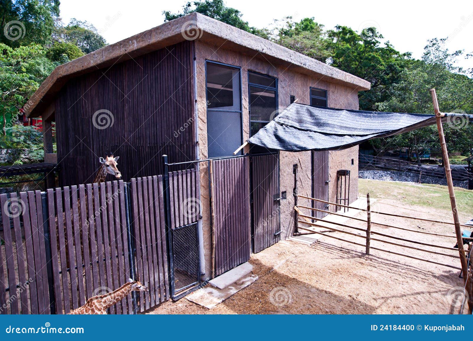 Giraffe house stock photo. Image of kaliningrad, africa - 24184400