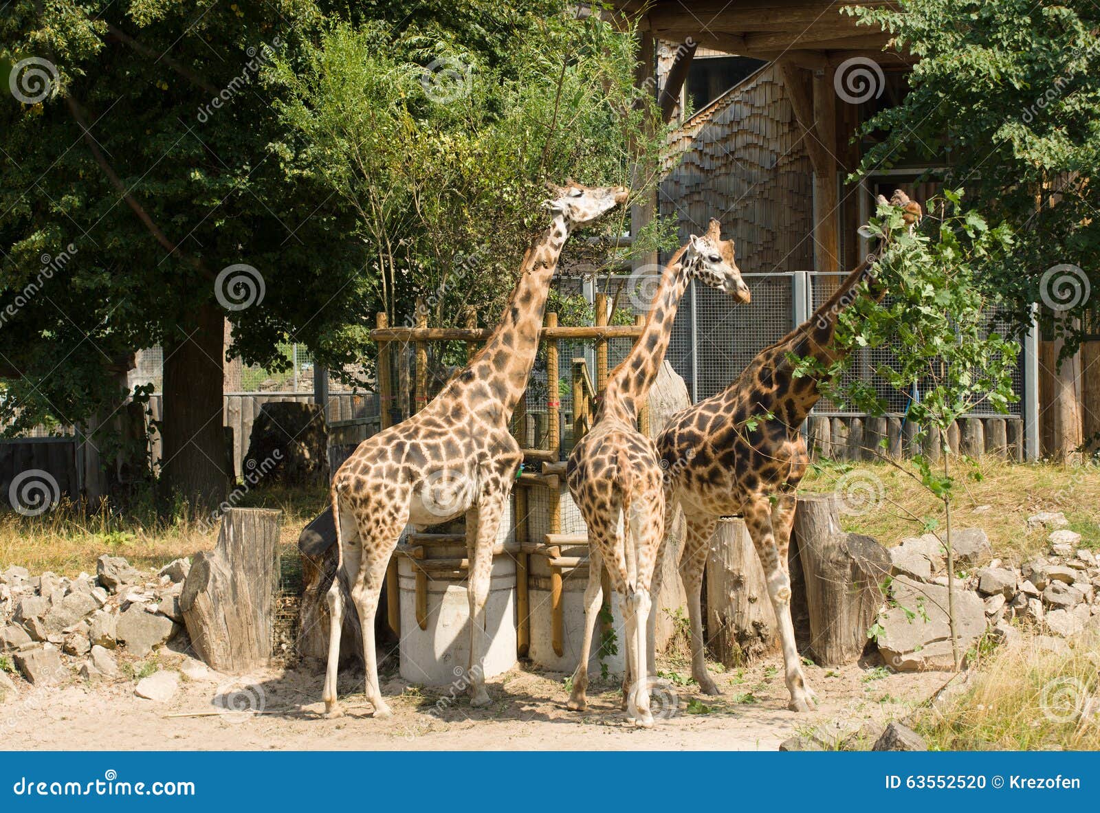 Giraffe stock photo. Image of action, competition, animals - 63552520