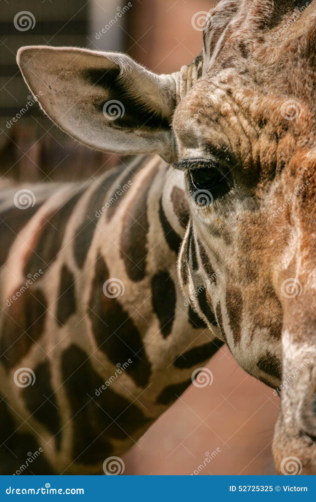 Giraffe image stock image. Image of wilderness, pattern - 52725325