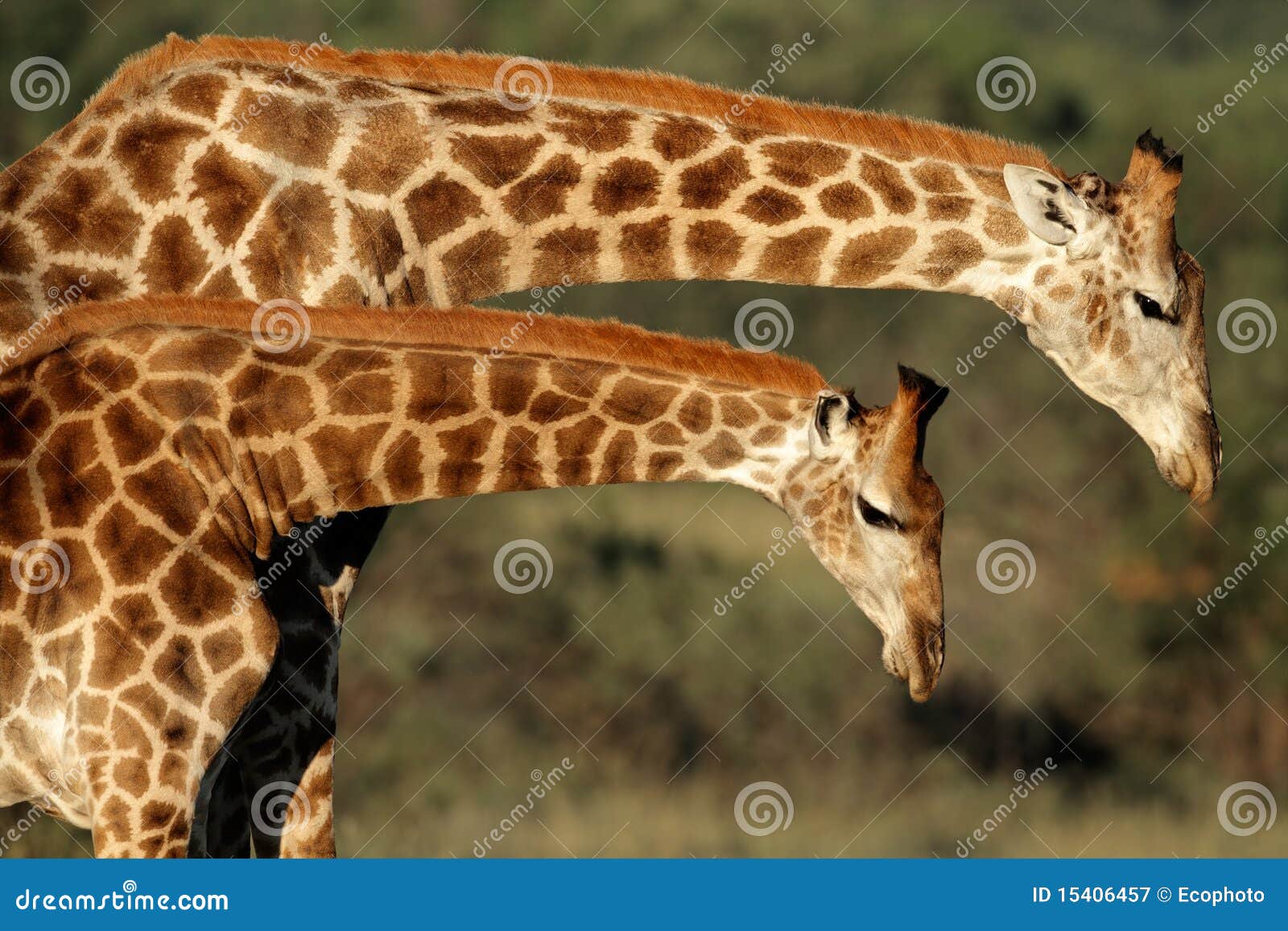 Giraffe interaction stock image. Image of wilderness - 15406457