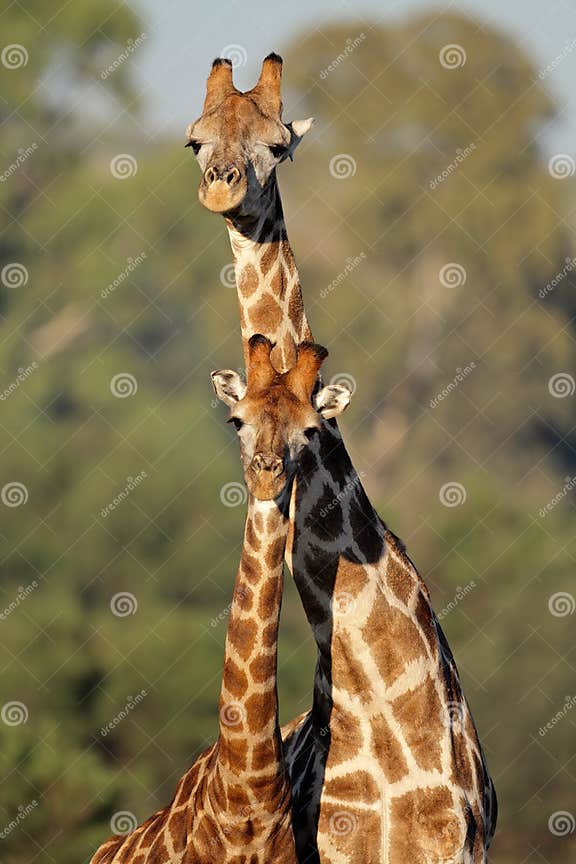 Giraffe interaction stock photo. Image of natural, vertical - 23287976
