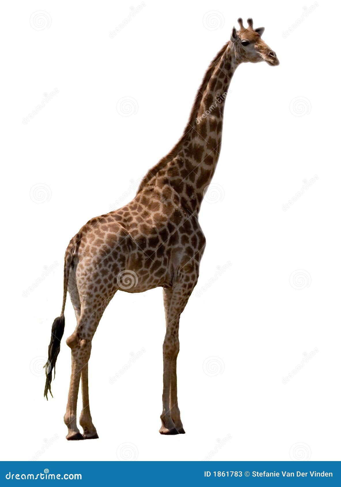 Giraffe isolated stock image. Image of mate, animal, ground - 1861783