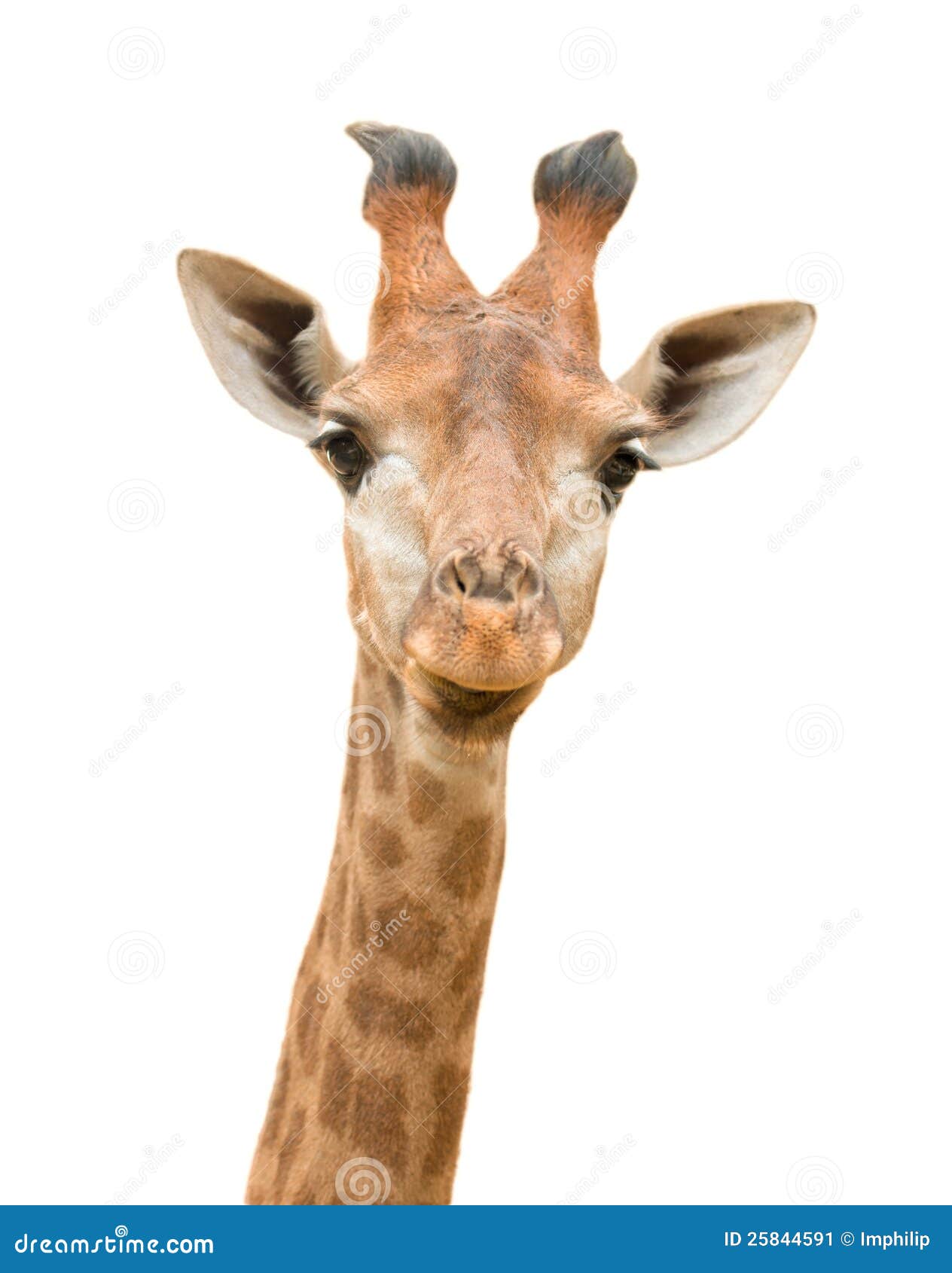 Giraffe Isolated stock image. Image of camouflage, brindled - 25844591