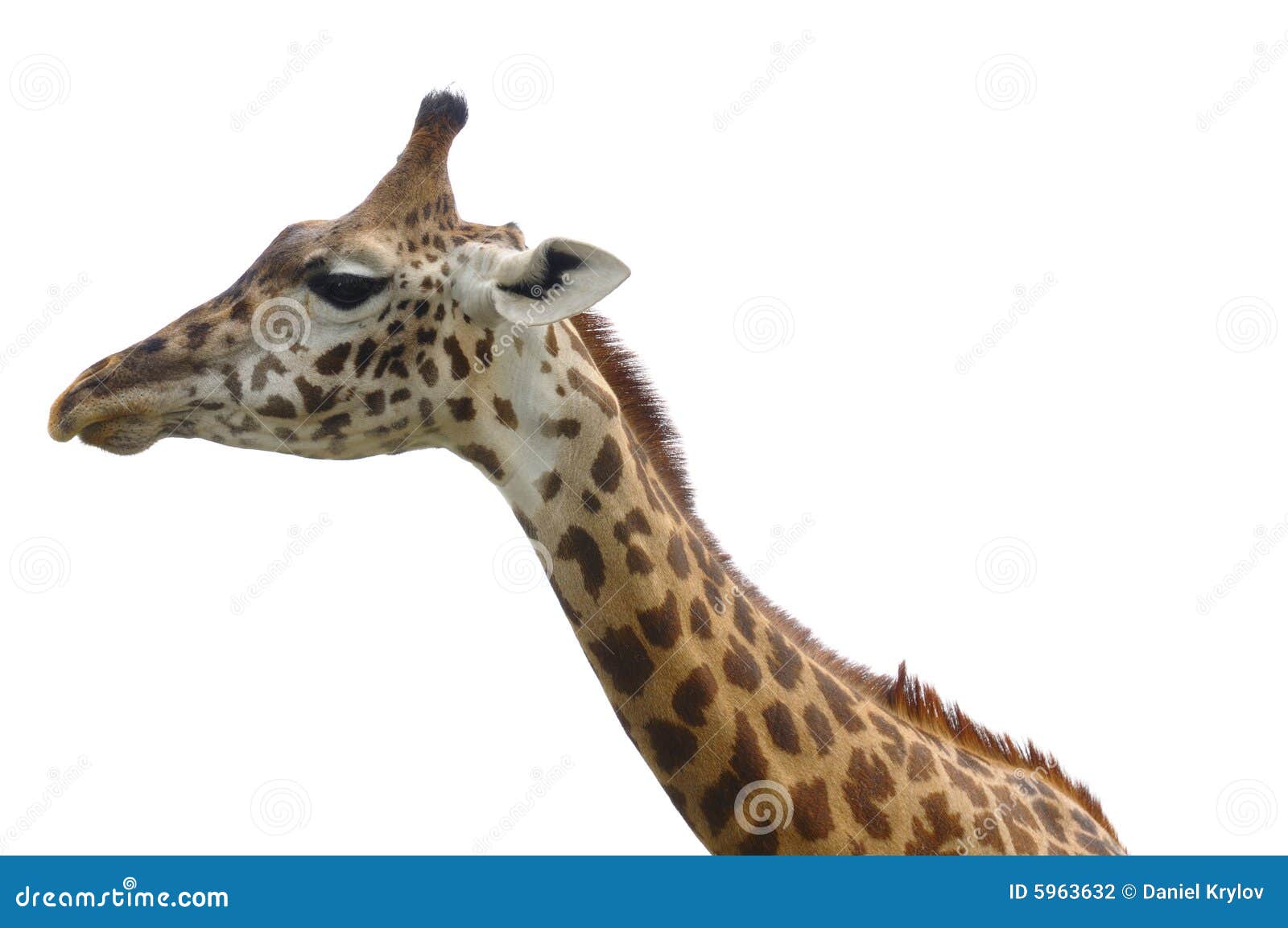 Giraffe isolated stock photo. Image of ears, long, african - 5963632