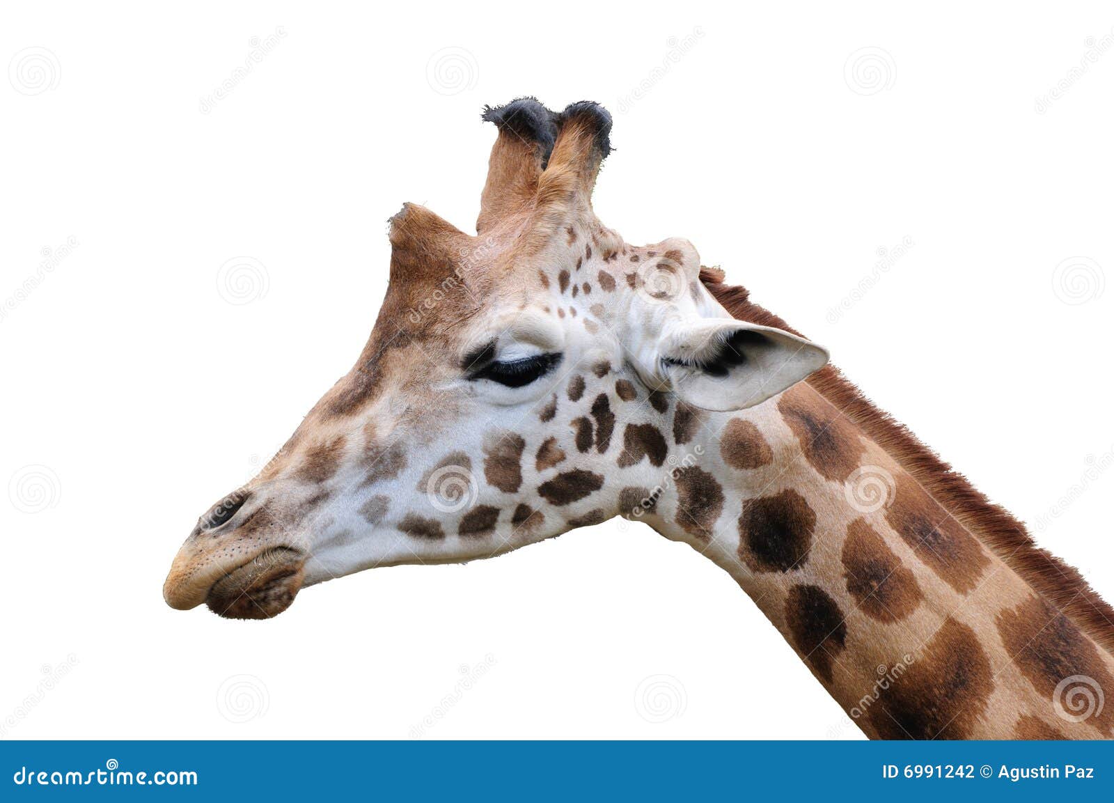 Giraffe isolated stock photo. Image of wildlife, staring - 6991242