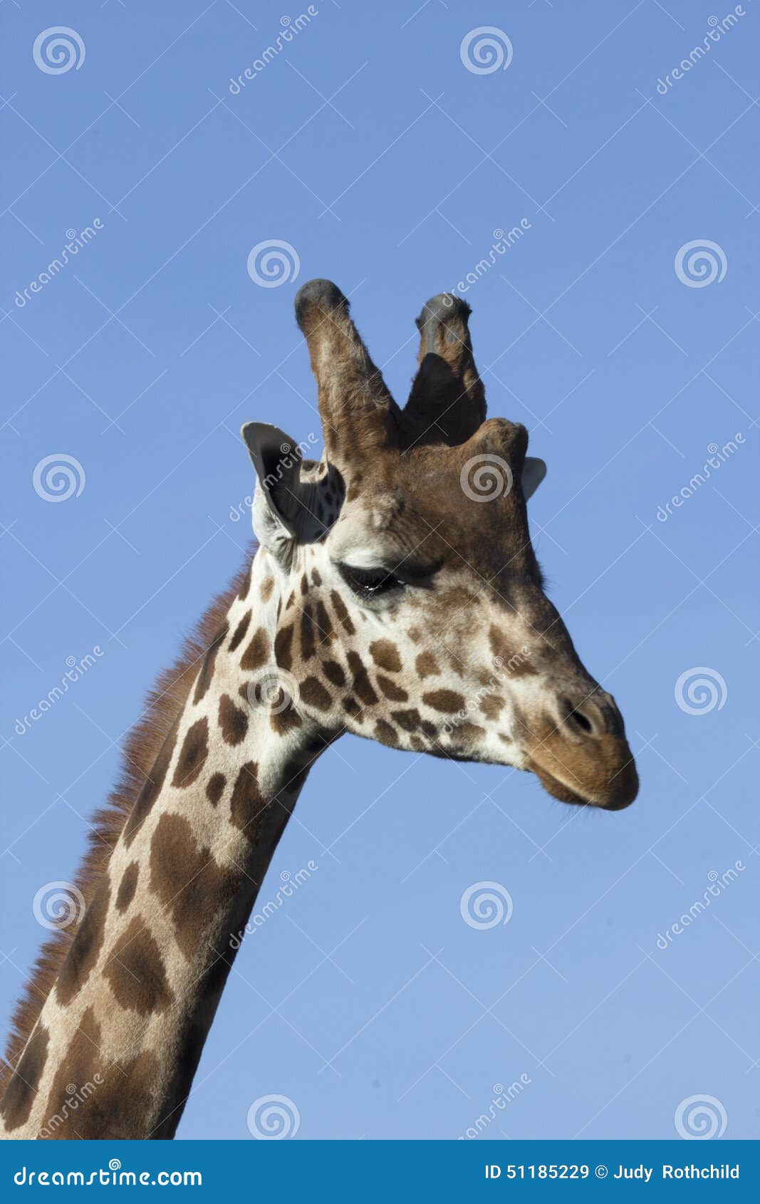 Giraffe Isolated Against Blue Sky Stock Image - Image of isolated ...