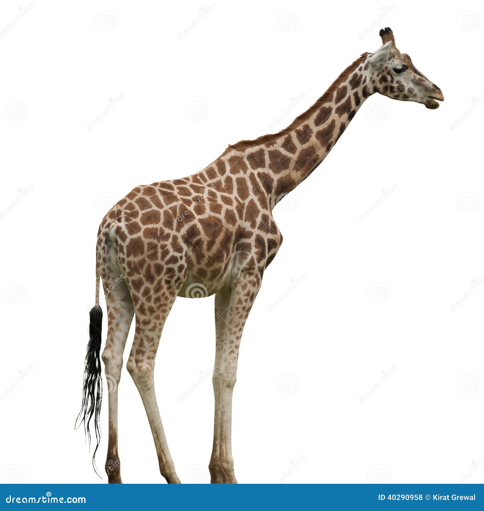 Giraffe Isolated stock photo. Image of germany, europe - 40290958