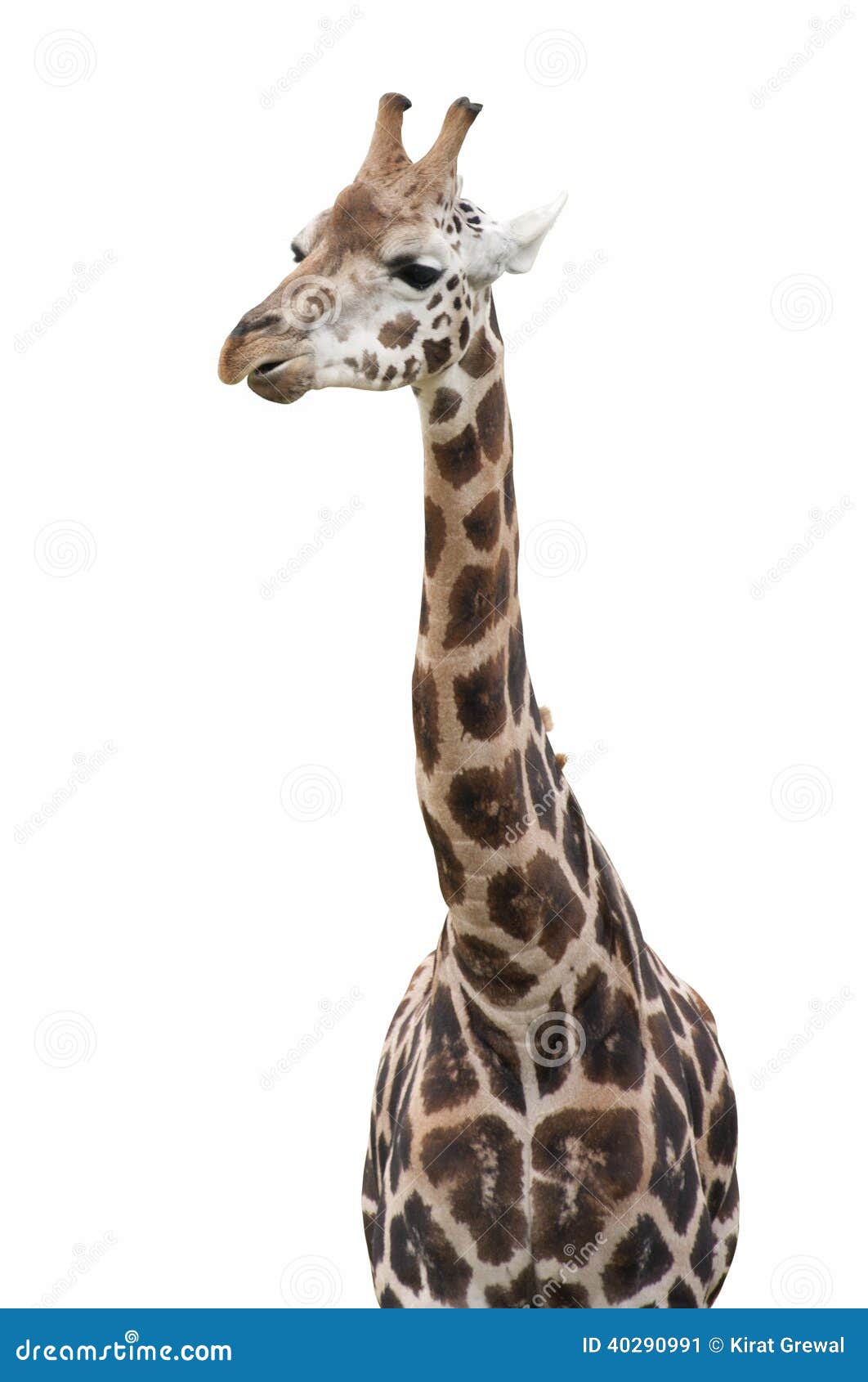 Giraffe Isolated stock image. Image of giraffidae, high - 40290991