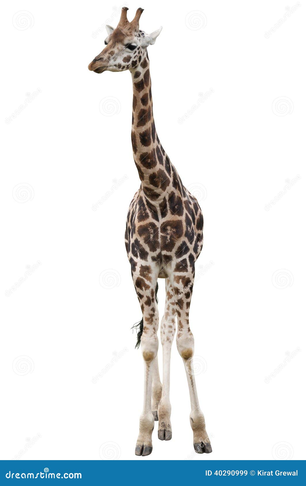 Giraffe Isolated stock image. Image of body, giraffe - 40290999