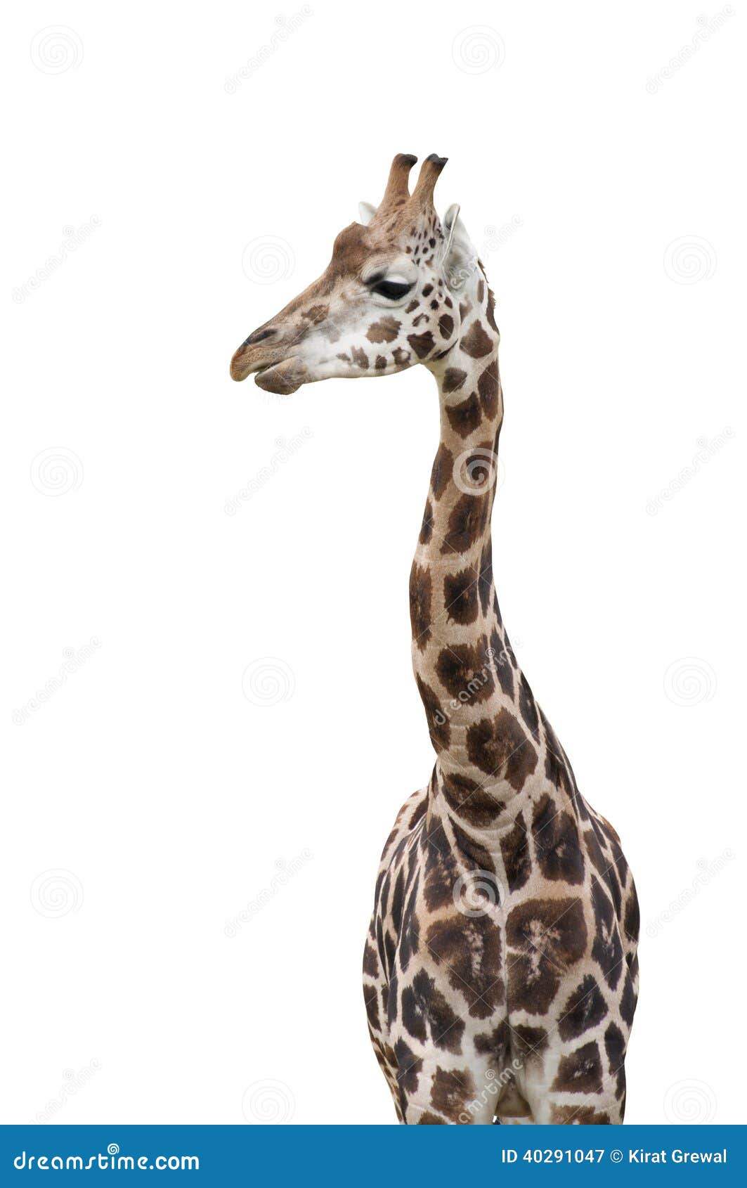 Giraffe Isolated stock image. Image of leipzig, animal - 40291047