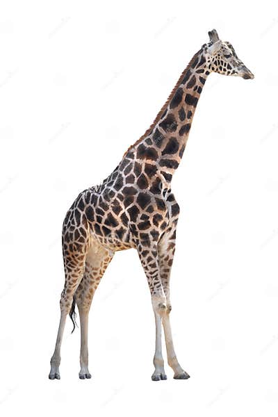 Giraffe isolated on white stock photo. Image of wildlife - 152929750