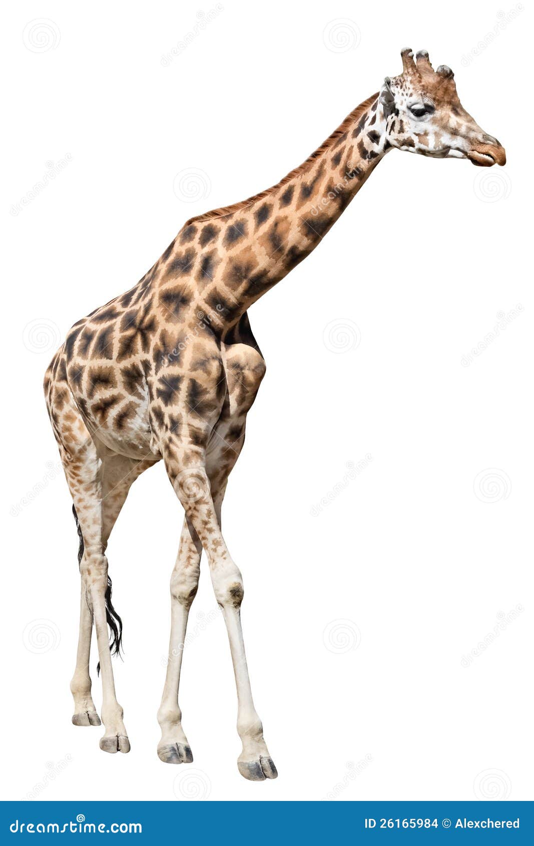 Beautiful Giraffe Isolated on White Background Stock Photo - Image of ...