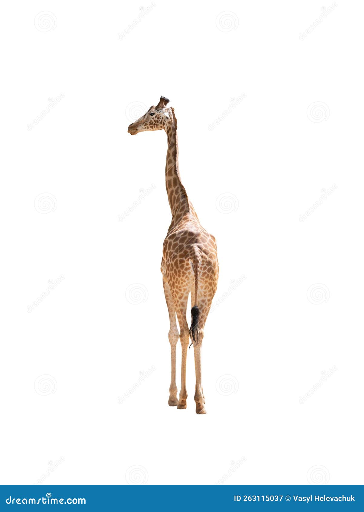 Giraffe Isolated on White Background Stock Image - Image of animal ...
