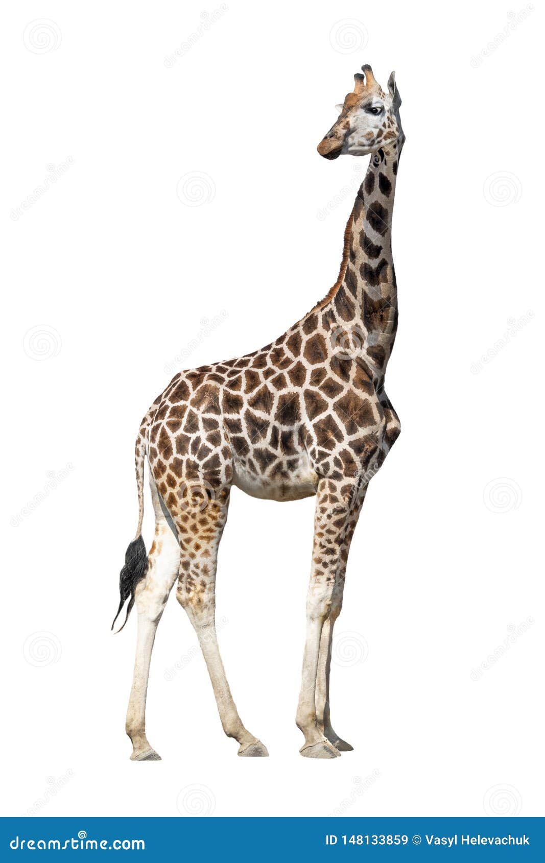 Giraffe isolated on white stock image. Image of african - 148133859
