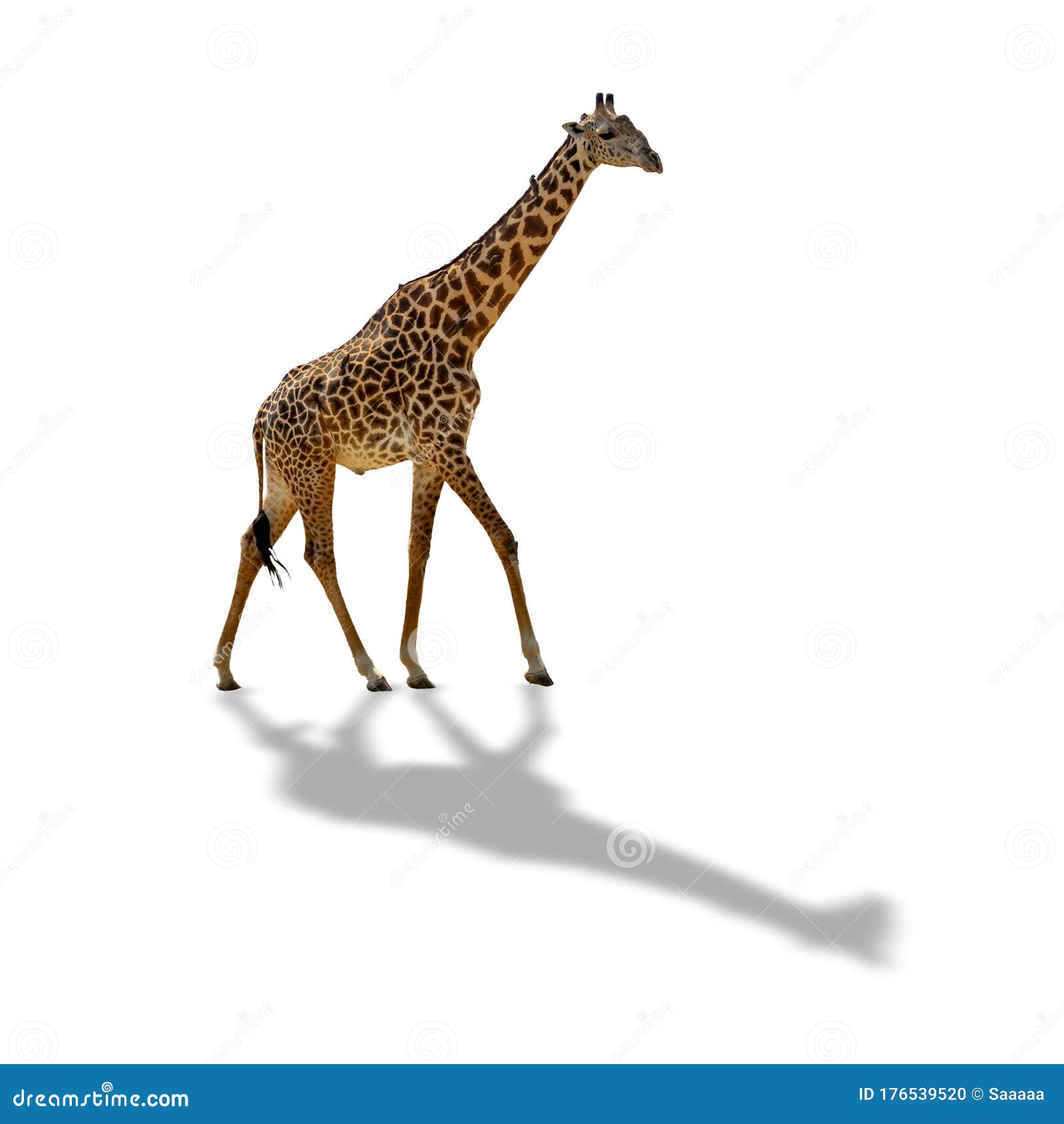 Giraffe Isolated on White Background with Shadow Stock Photo - Image of ...