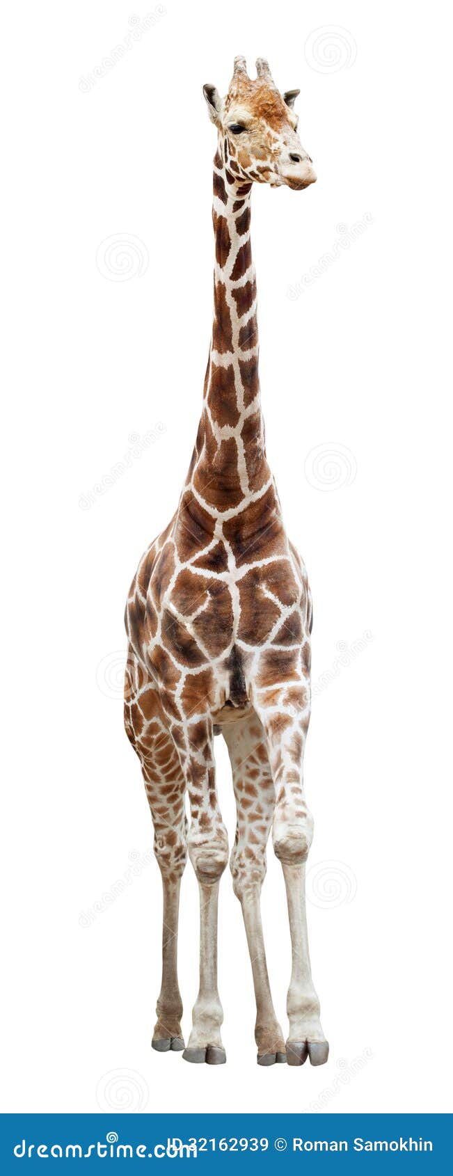 Giraffe isolated on white stock image. Image of safari - 32162939