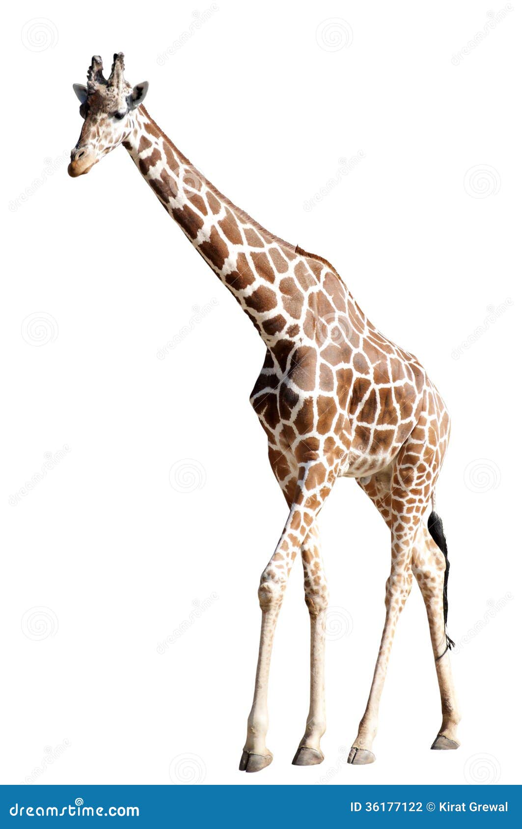 A Giraffe Isolated on White Stock Photo - Image of giraffe, legs: 36177122