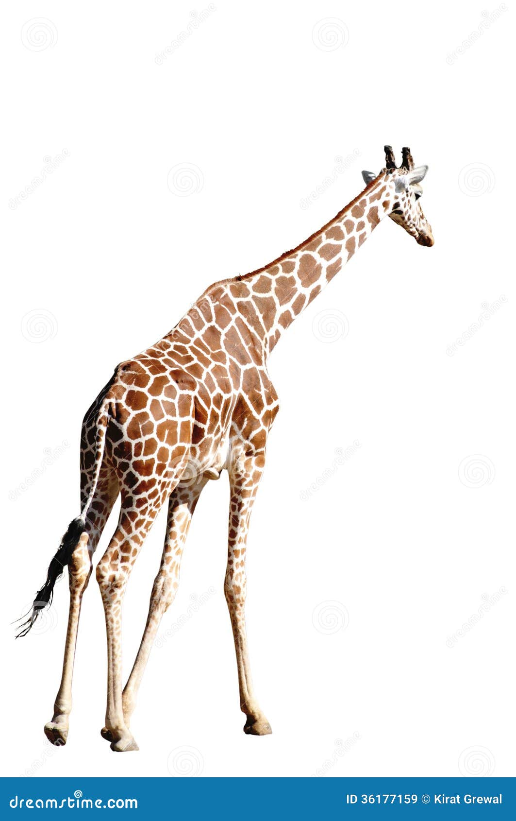 A Giraffe Isolated on White Stock Image - Image of tail, africa: 36177159